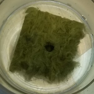 Growing cannabis seeds in rockwool: How to start seeds in rockwool ...