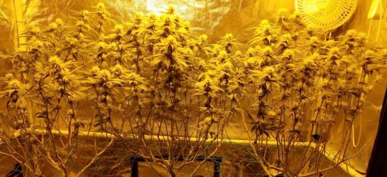 Schwazzing cannabis plants using the "Three a Light" book defoliation ...