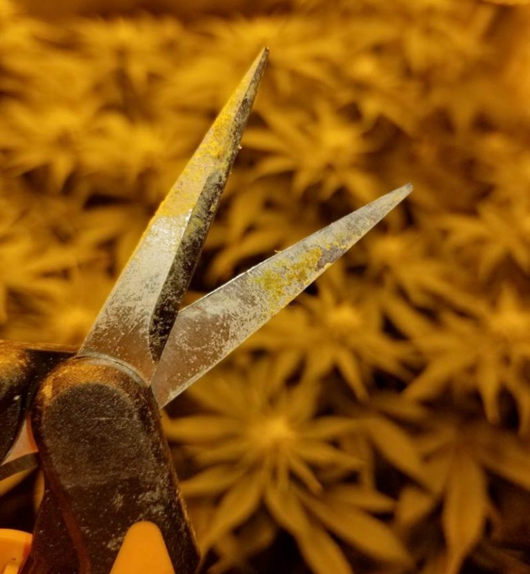 Schwazzing cannabis plants using the "Three a Light" book defoliation ...