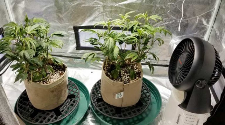 Grow tent fans reviews: Finding the best grow tent fan