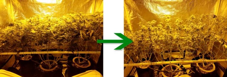 DIY automatic watering system for grow tent: coco drip system - Happy ...