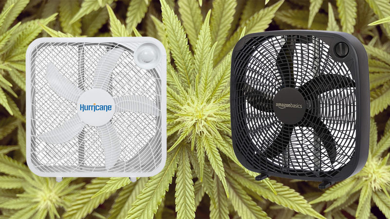 Best box fan for grow rooms - Happy Pot Farmer